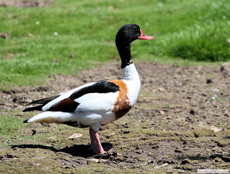 Identify Shelduck - Wildfowl Photography.