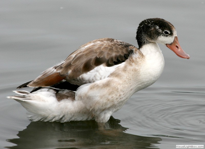 Identify Shelduck - Wildfowl Photography.