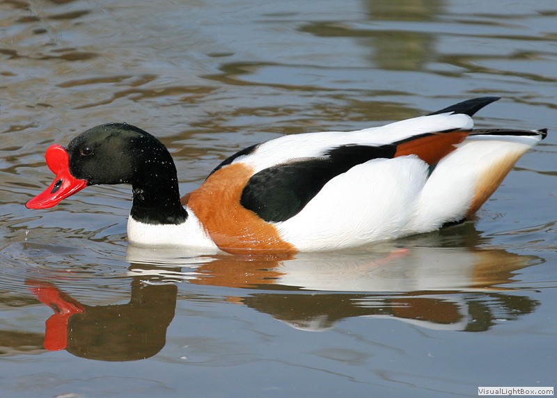 Identify Shelduck - Wildfowl Photography.