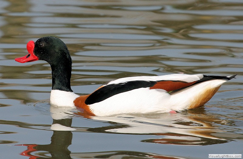 Identify Shelduck - Wildfowl Photography.