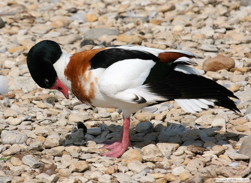 Identify Shelduck - Wildfowl Photography.