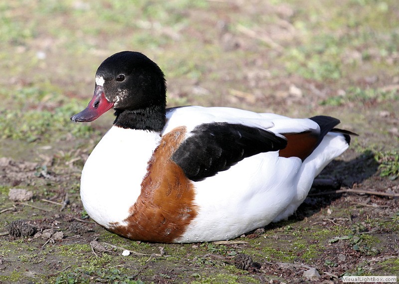 Identify Shelduck - Wildfowl Photography.