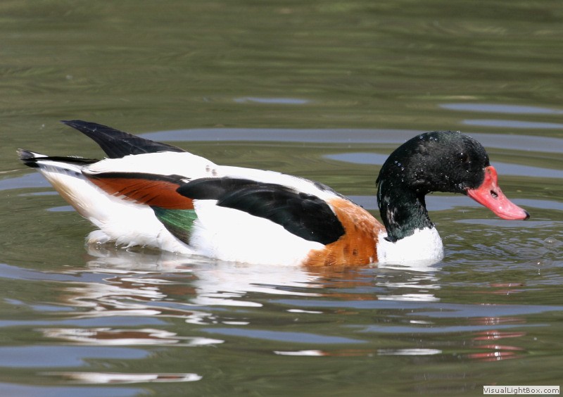 Identify Shelduck - Wildfowl Photography.