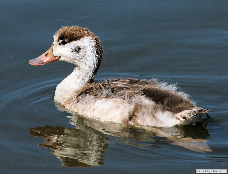Identify Shelduck - Wildfowl Photography.
