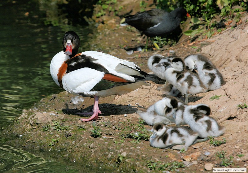 Identify Shelduck - Wildfowl Photography.