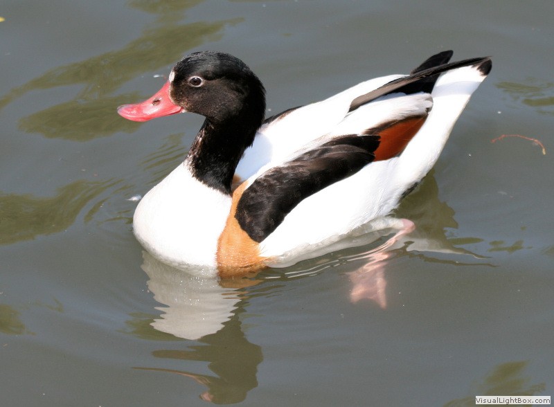 Identify Shelduck - Wildfowl Photography.