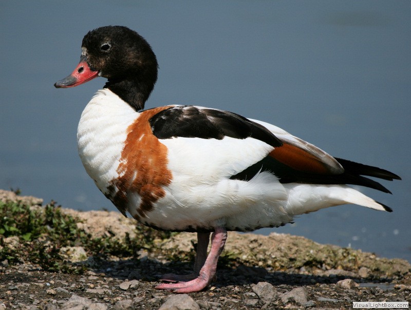Identify Shelduck - Wildfowl Photography.