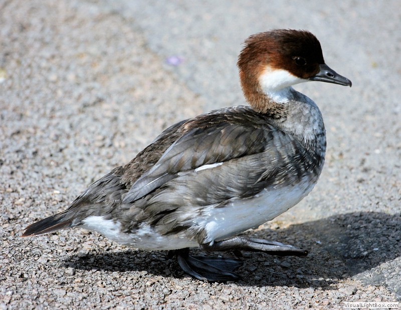 Identify Smew - Wildfowl Photography.