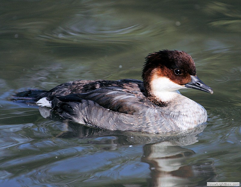 Identify Smew - Wildfowl Photography.