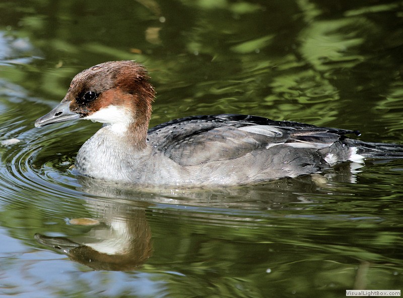 Identify Smew - Wildfowl Photography.
