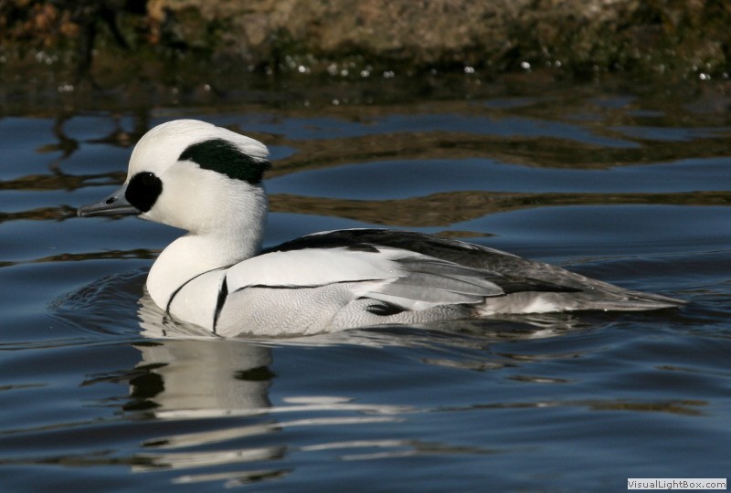 Identify Smew - Wildfowl Photography.