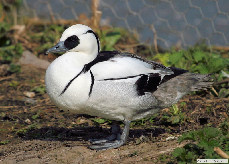 Identify Smew - Wildfowl Photography.