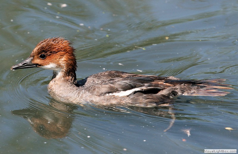 Identify Smew - Wildfowl Photography.