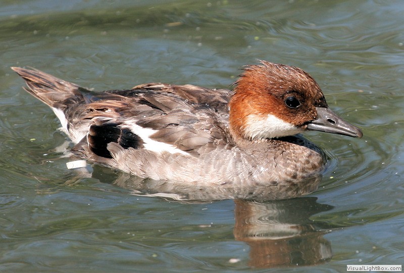 Identify Smew - Wildfowl Photography.