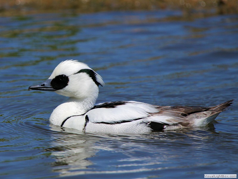Identify Smew - Wildfowl Photography.