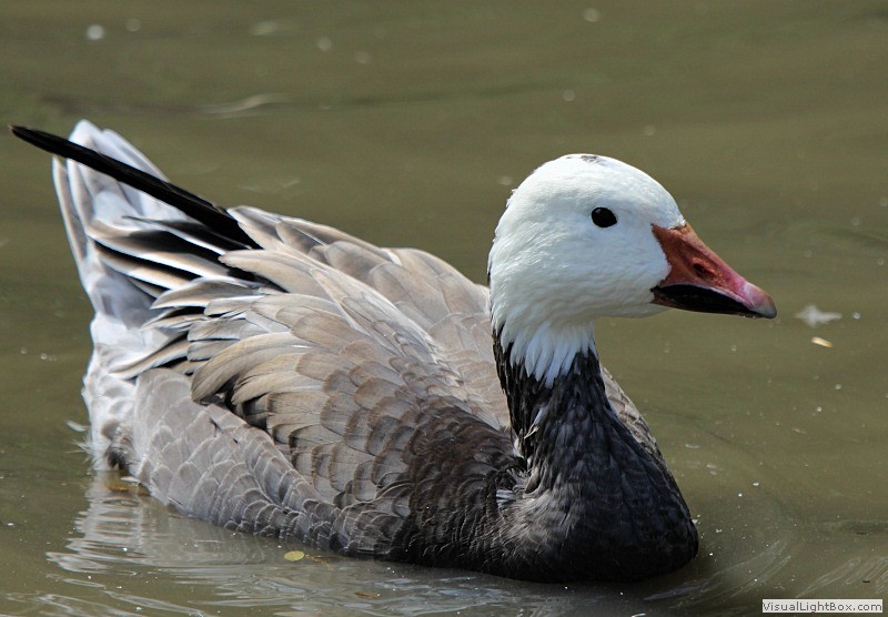 Identify Snow Goose - Wildfowl Photography.