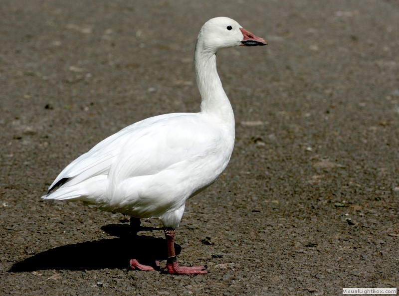 Identify Snow Goose - Wildfowl Photography.
