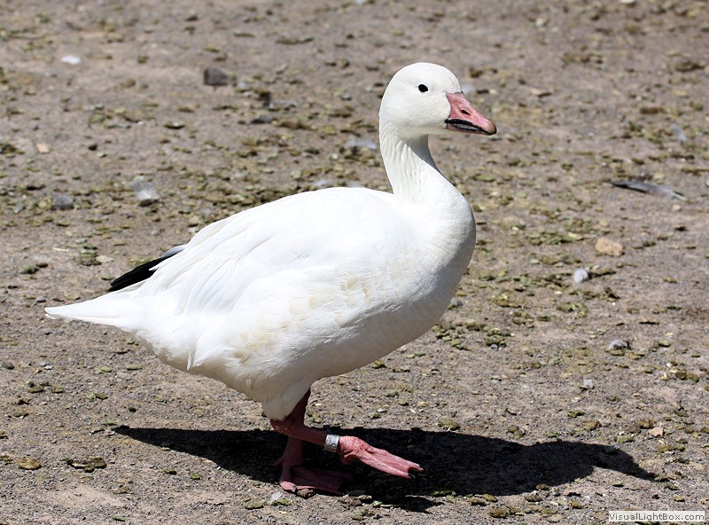 Identify Snow Goose - Wildfowl Photography.
