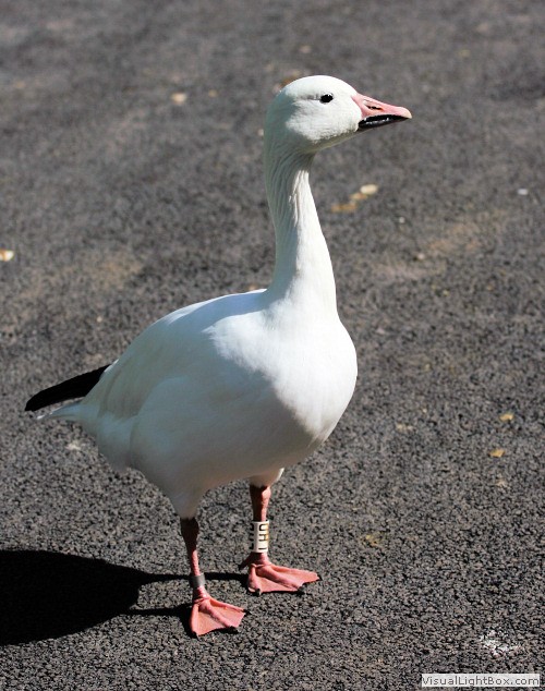 Identify Snow Goose - Wildfowl Photography.