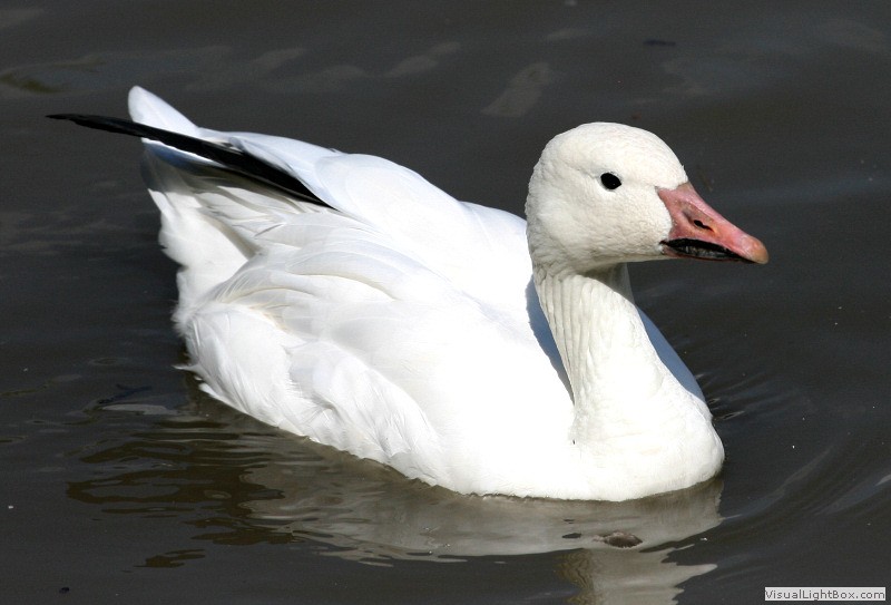 Identify Snow Goose - Wildfowl Photography.