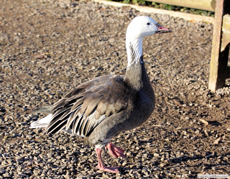 Identify Snow Goose - Wildfowl Photography.