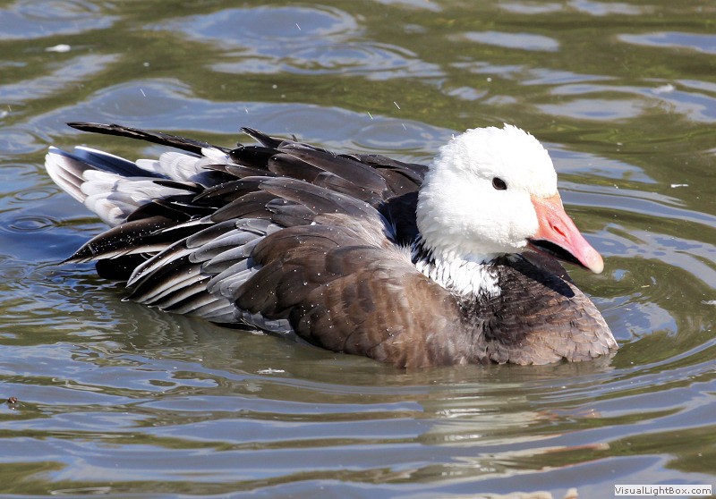 Identify Snow Goose - Wildfowl Photography.