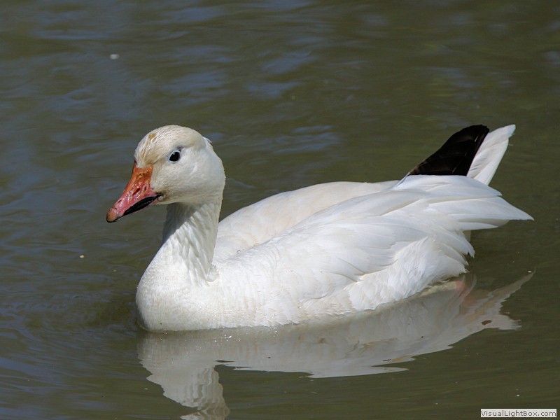 Identify Snow Goose - Wildfowl Photography.