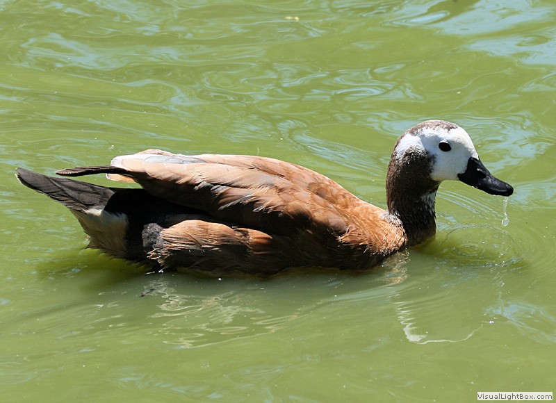 Identify South African Shelduck - Wildfowl Photography.