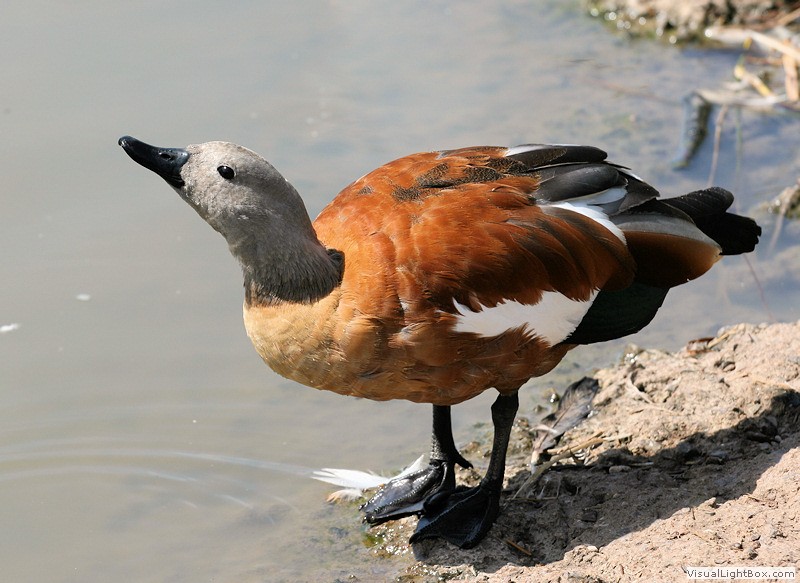 Identify South African Shelduck - Wildfowl Photography.