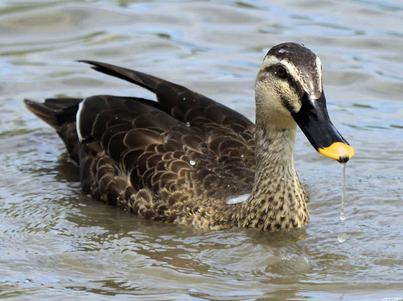 Identify Spot-billed Duck - Wildfowl Photography.