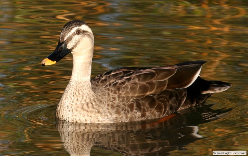 Identify Spot-billed Duck - Wildfowl Photography.