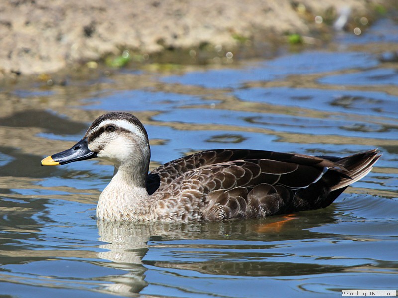 Identify Spot-billed Duck - Wildfowl Photography.