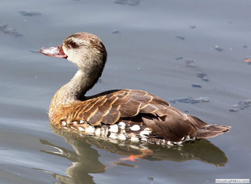 Identify Spotted Whistling Duck - Wildfowl Photography.