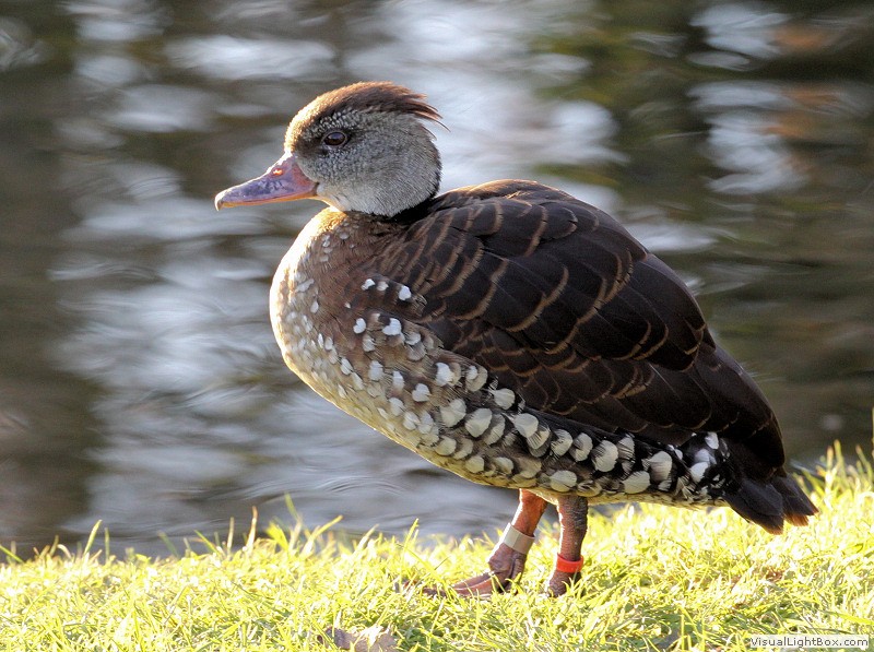 Identify Spotted Whistling Duck - Wildfowl Photography.