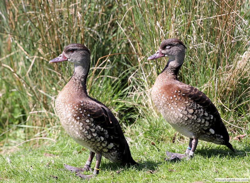 Identify Spotted Whistling Duck - Wildfowl Photography.