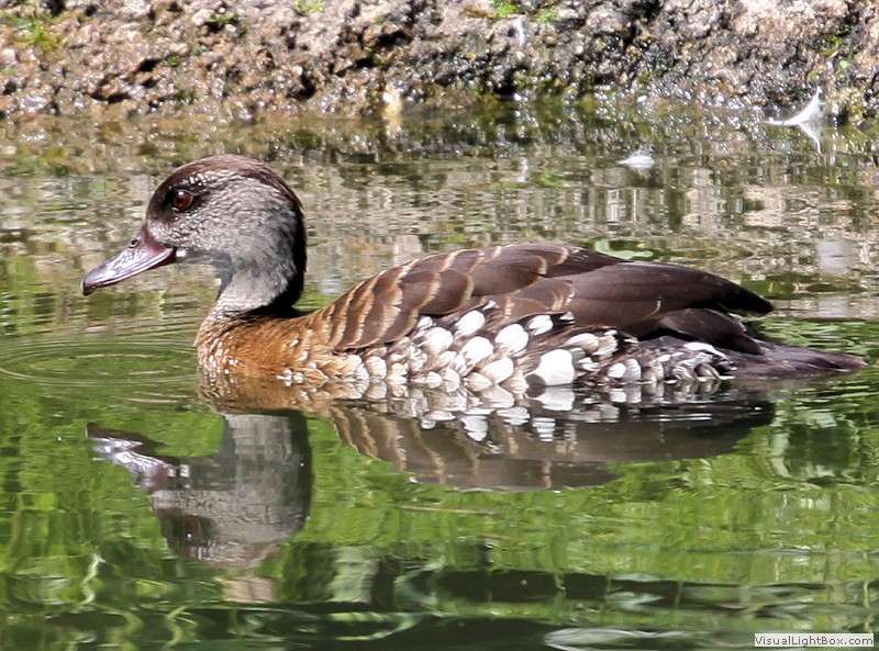 Identify Spotted Whistling Duck - Wildfowl Photography.