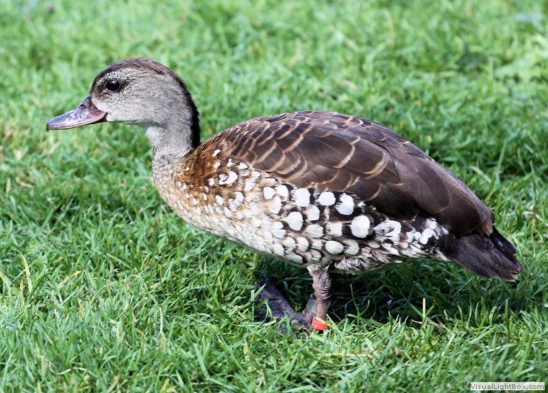 Identify Spotted Whistling Duck - Wildfowl Photography.