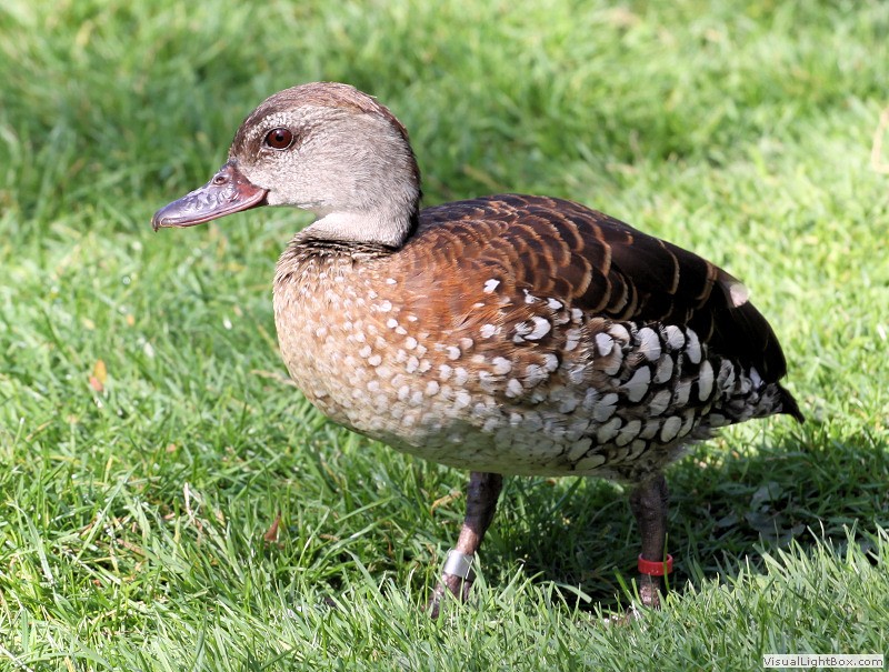 Identify Spotted Whistling Duck - Wildfowl Photography.