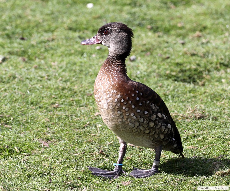 Identify Spotted Whistling Duck - Wildfowl Photography.