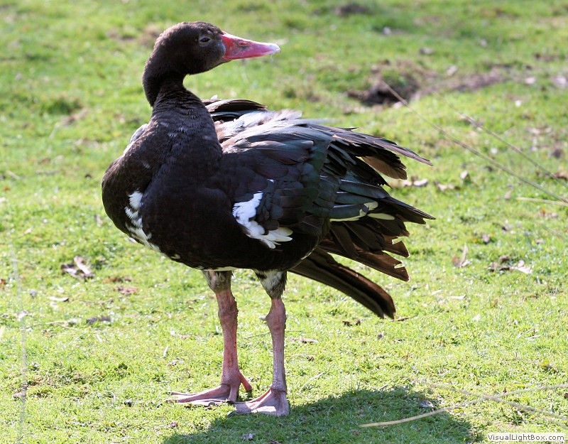 Identify Spur-winged Goose - Wildfowl Photography.