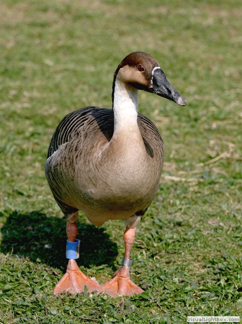 Identify Swan Goose - Wildfowl Photography.