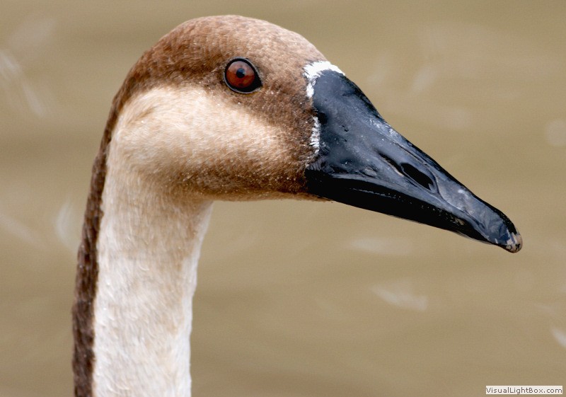 Identify Swan Goose - Wildfowl Photography.