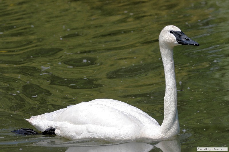Identify Trumpeter Swan - Wildfowl Photography.