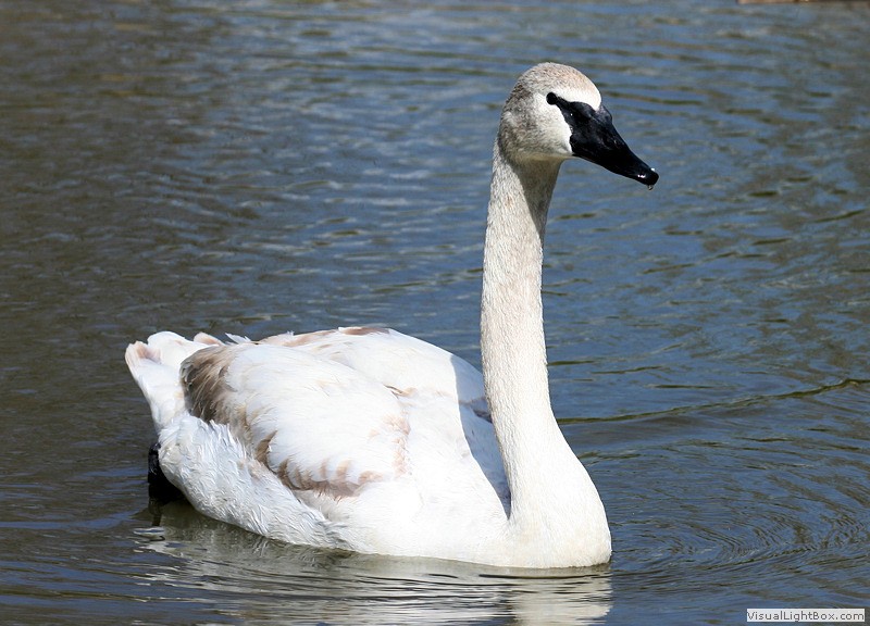 Identify Trumpeter Swan - Wildfowl Photography.