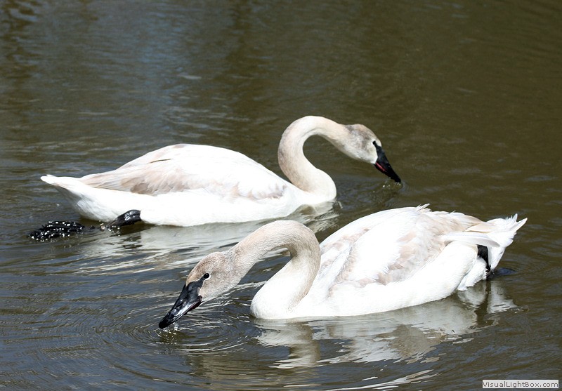 Identify Trumpeter Swan - Wildfowl Photography.