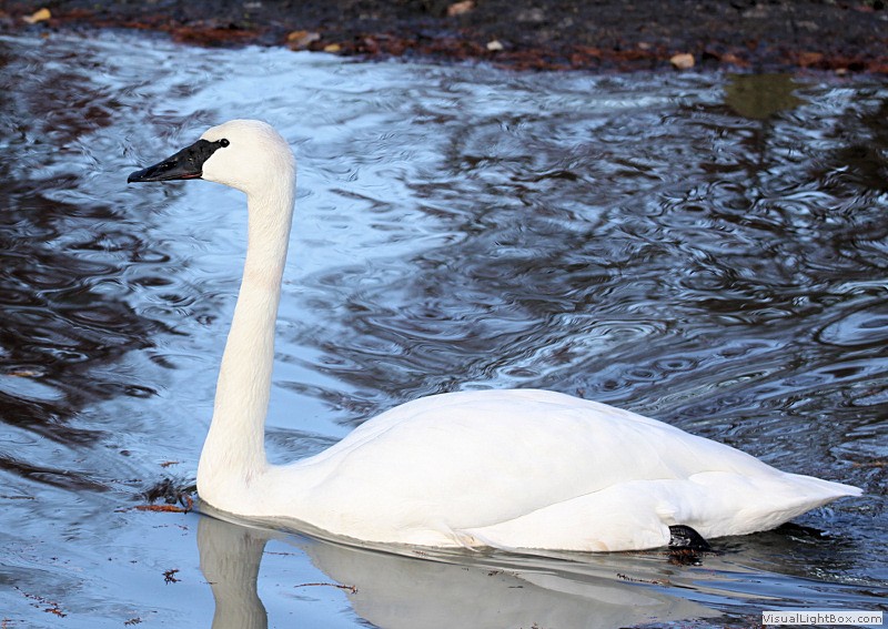 Identify Trumpeter Swan - Wildfowl Photography.