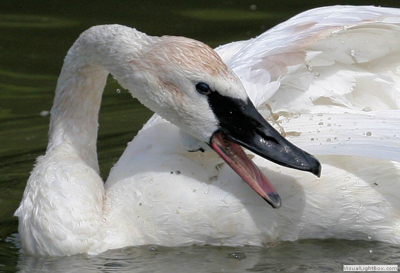 Identify Trumpeter Swan - Wildfowl Photography.