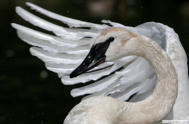 Identify Trumpeter Swan - Wildfowl Photography.