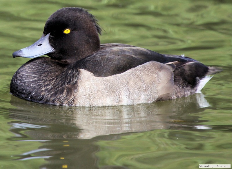 Identify Tufted Duck - Wildfowl Photography.