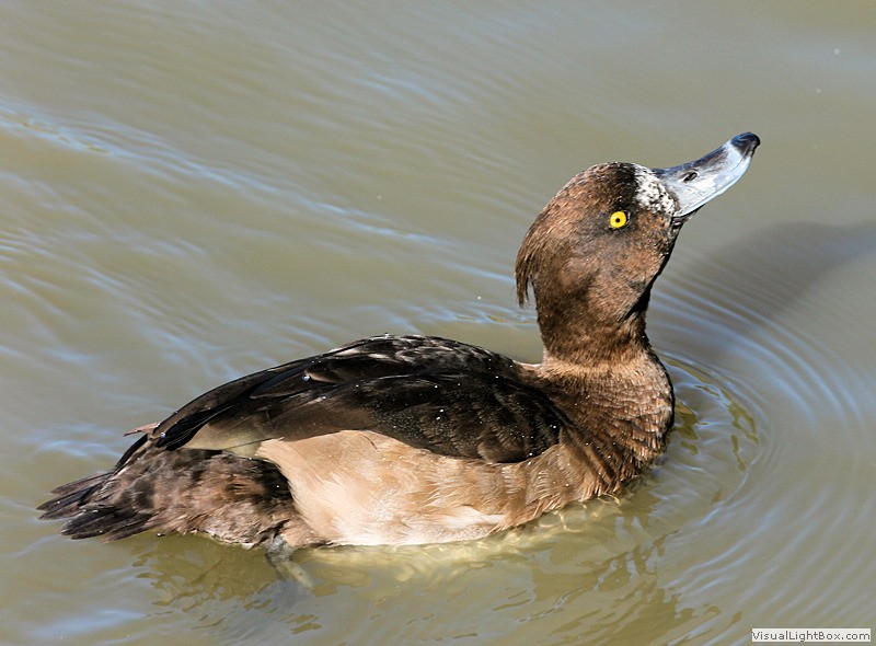 Identify Tufted Duck - Wildfowl Photography.